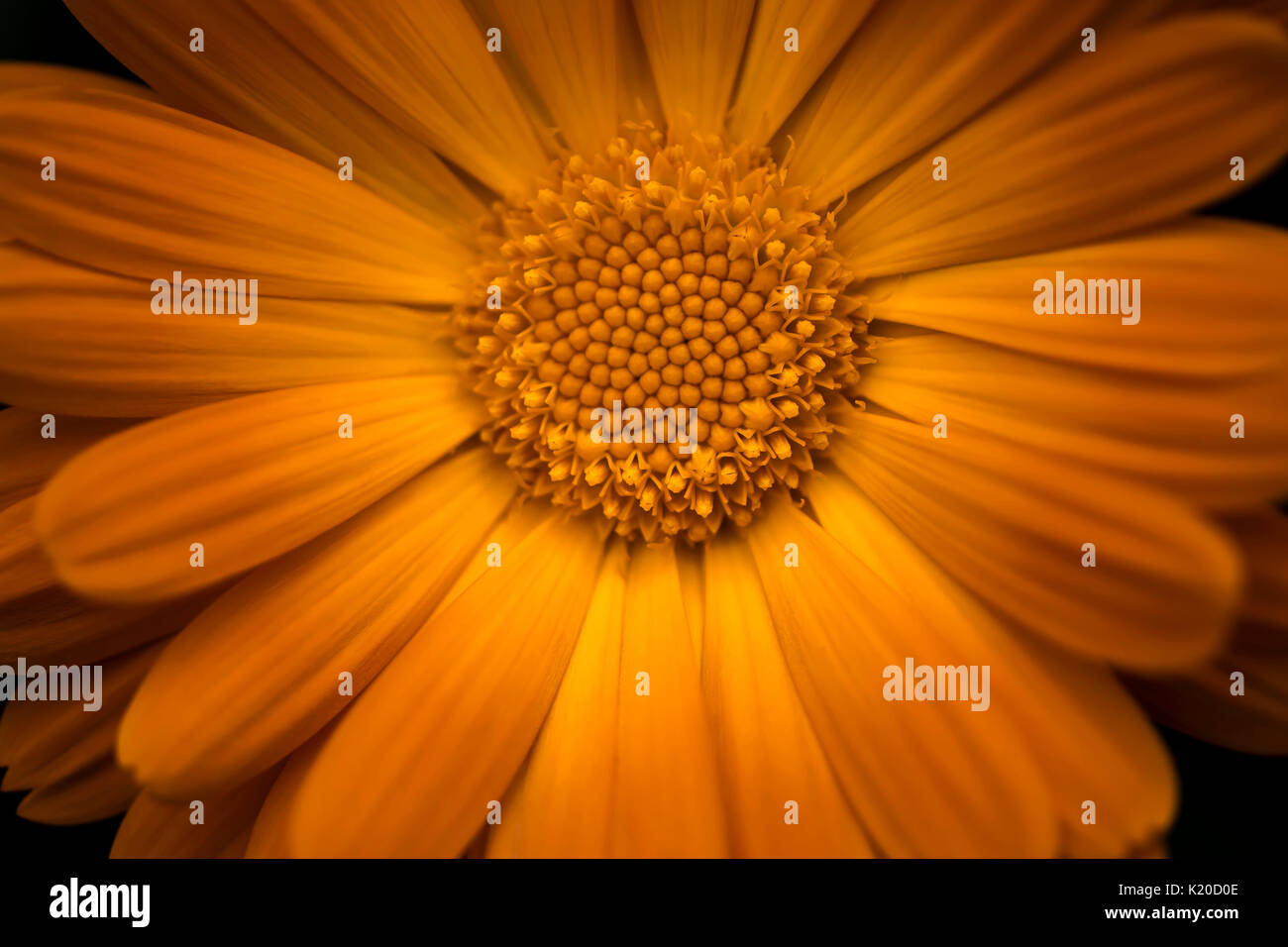 A single, isolated orange Calendula Officinalis flower head close up ...