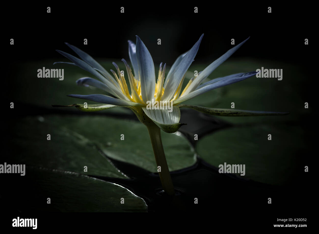One single Blue Nile Waterlily (Nymphaea Caerulea) flower on a still ...