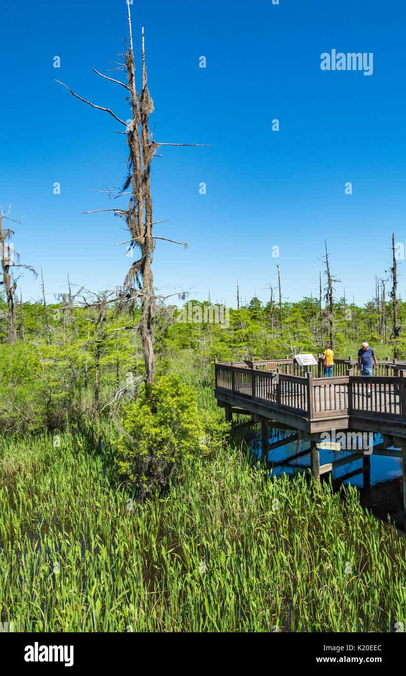 Texas, Orange, Blue Elbow Swamp boardwalk, access from Texas Travel ...