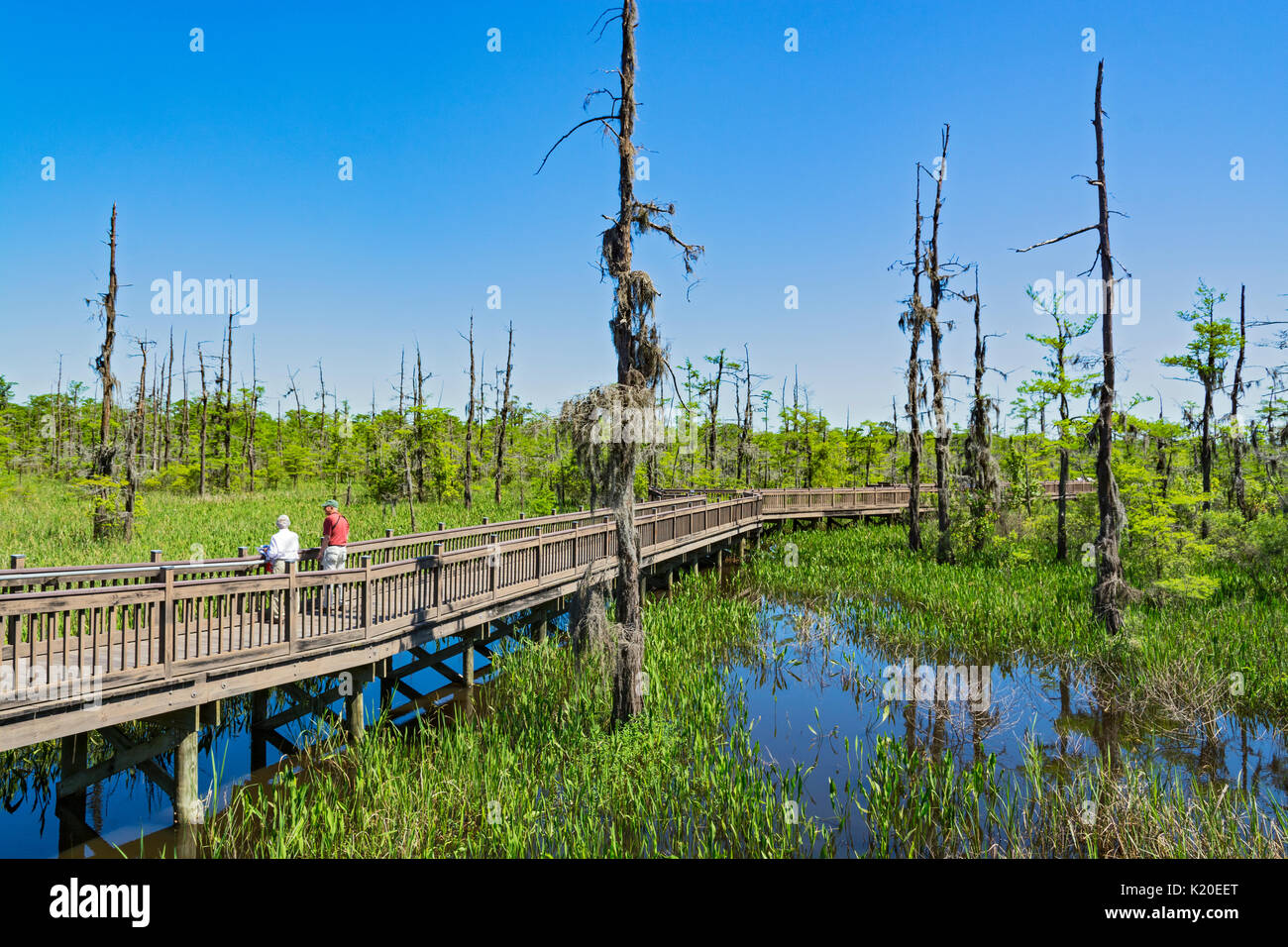 Blue elbow swamp hi-res stock photography and images - Alamy