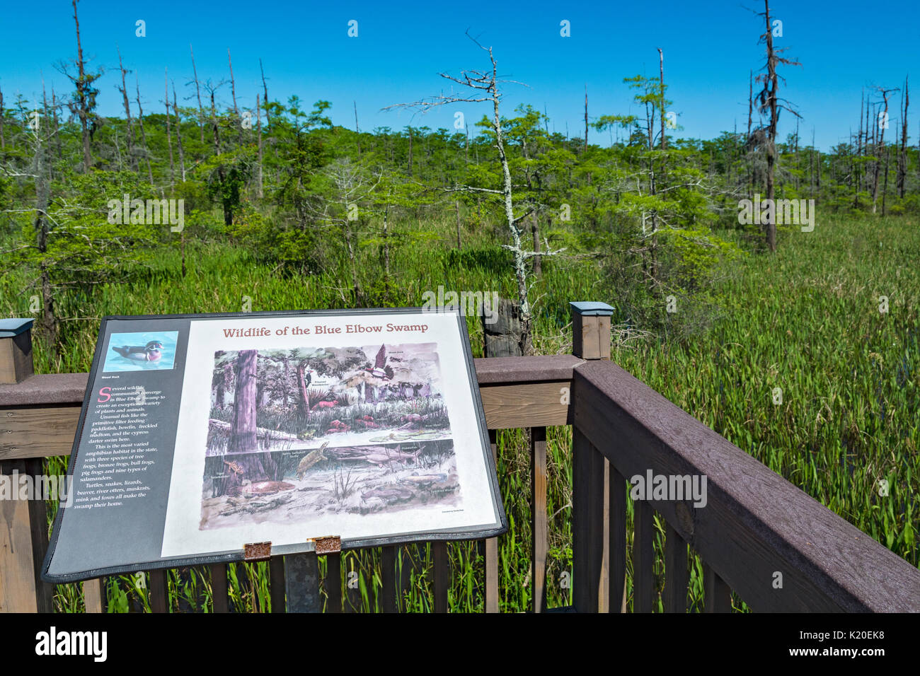 Texas, Orange, Blue Elbow Swamp boardwalk, information sign, access ...