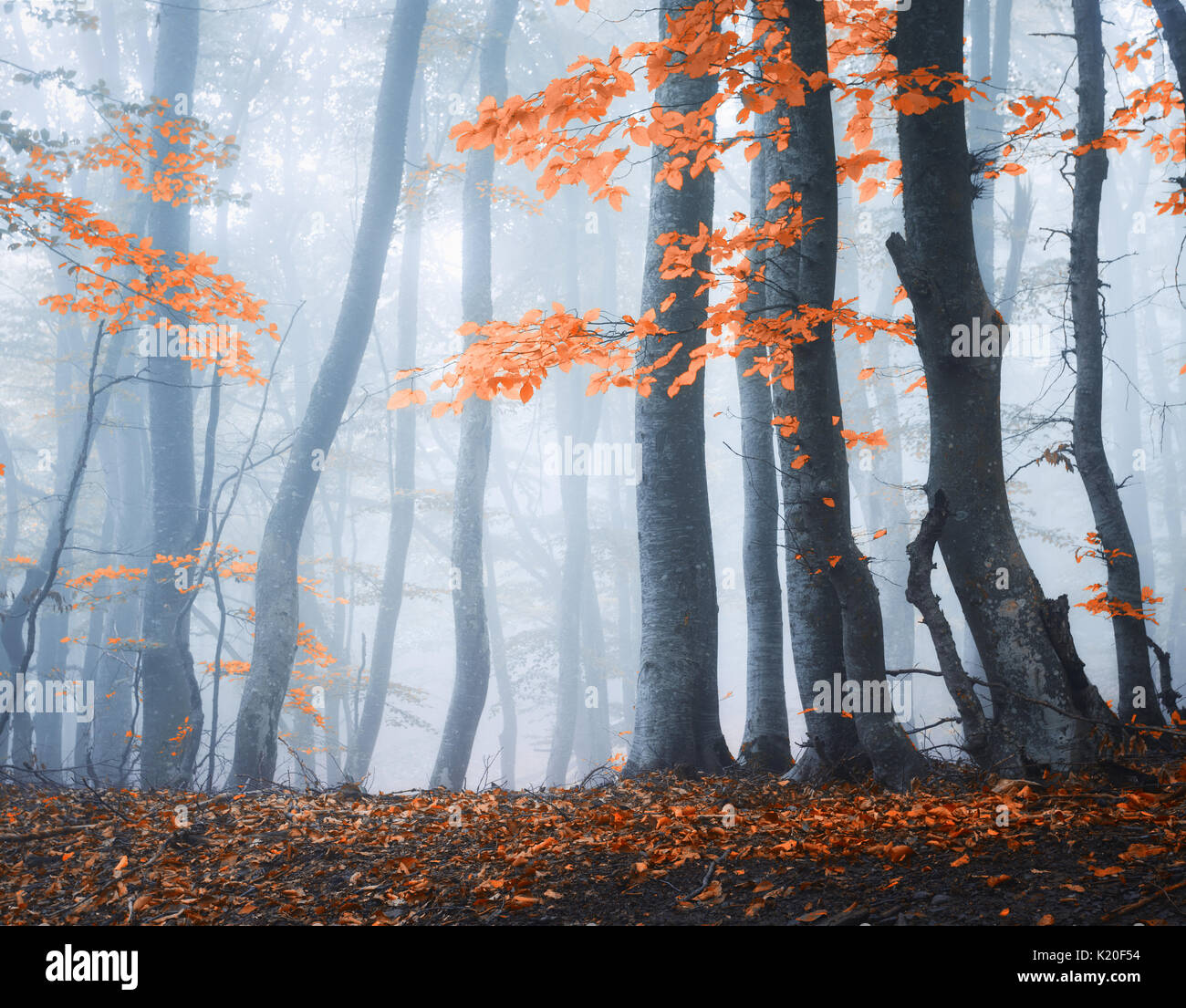 Autumn Tree Landscape Photography