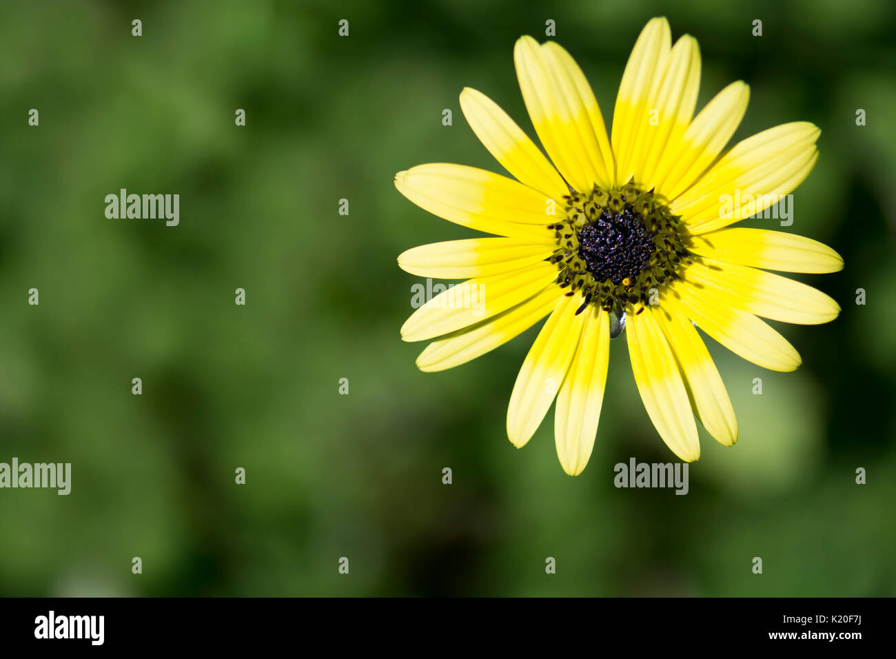 Plain treasure flower arctotheca calendula hi-res stock photography and ...