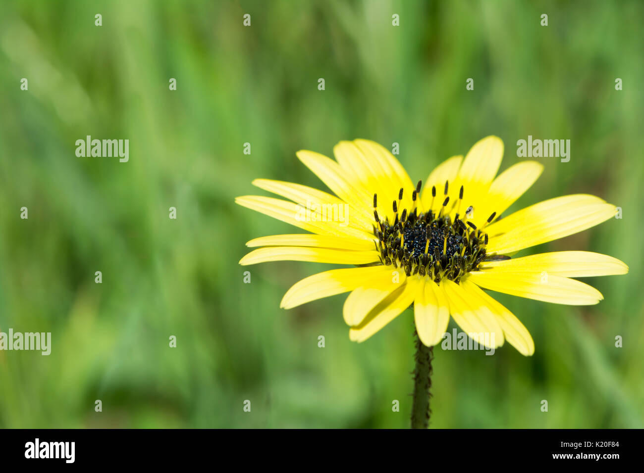Arctotheca calendula, a yellow daisy like flower, commonly known as ...