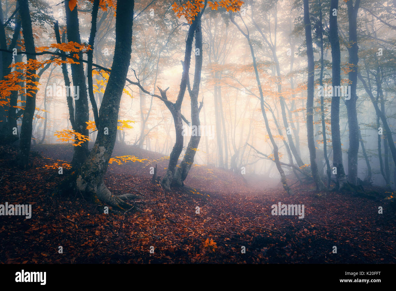 Autumn forest in blue fog. Mystical autumn trees with trail in mist ...