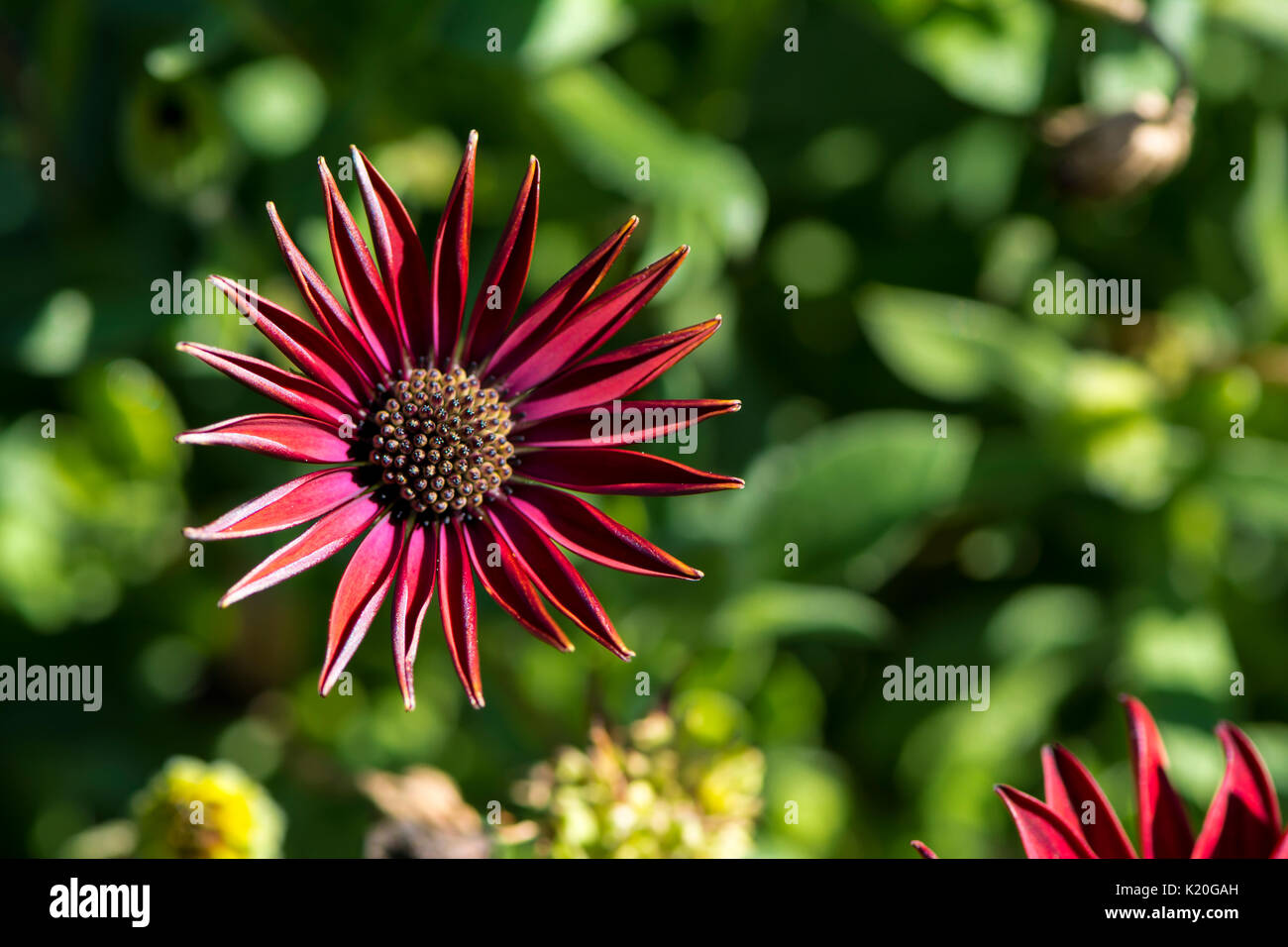 Osteospermum Red High Resolution Stock Photography and Images - Alamy