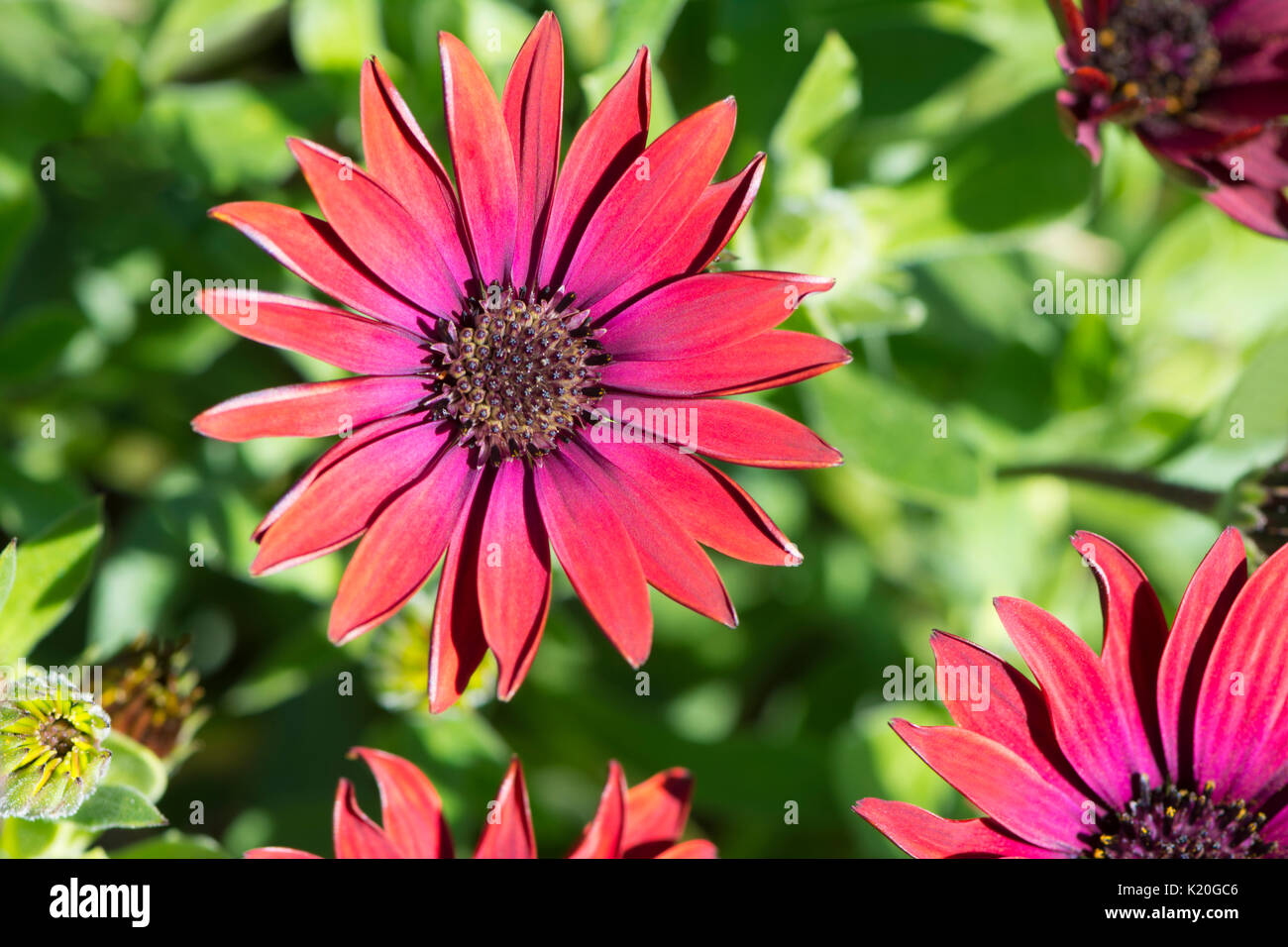 Osteospermum Red High Resolution Stock Photography and Images - Alamy
