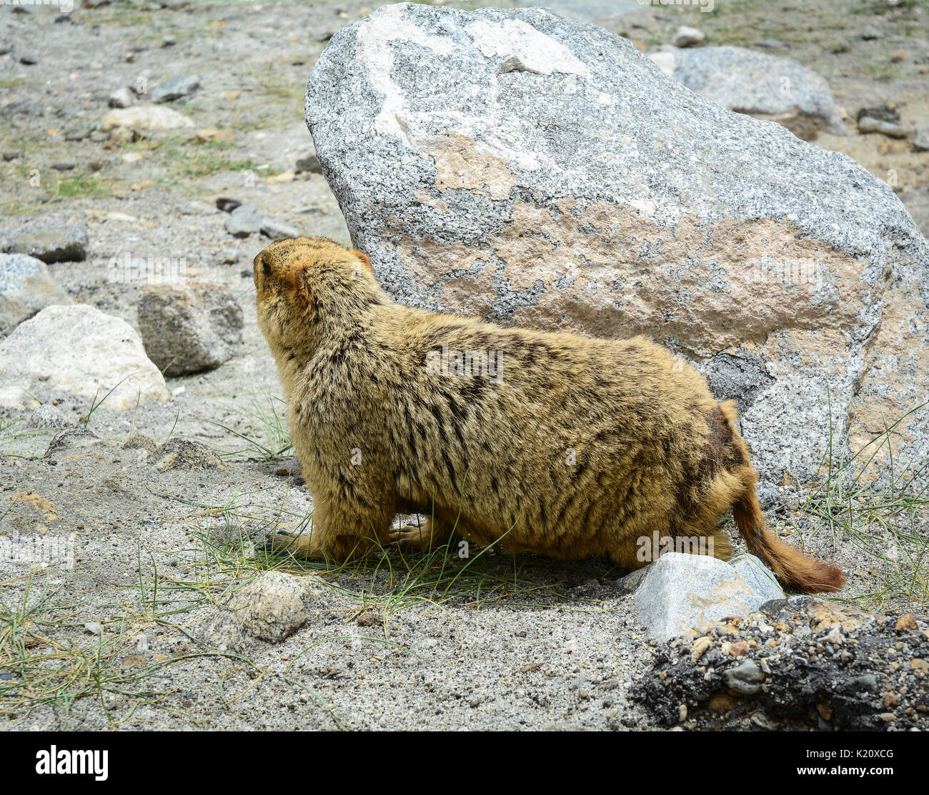 A mole on mountain in Ladakh, State of Jammu & Kashmir, Northern India ...