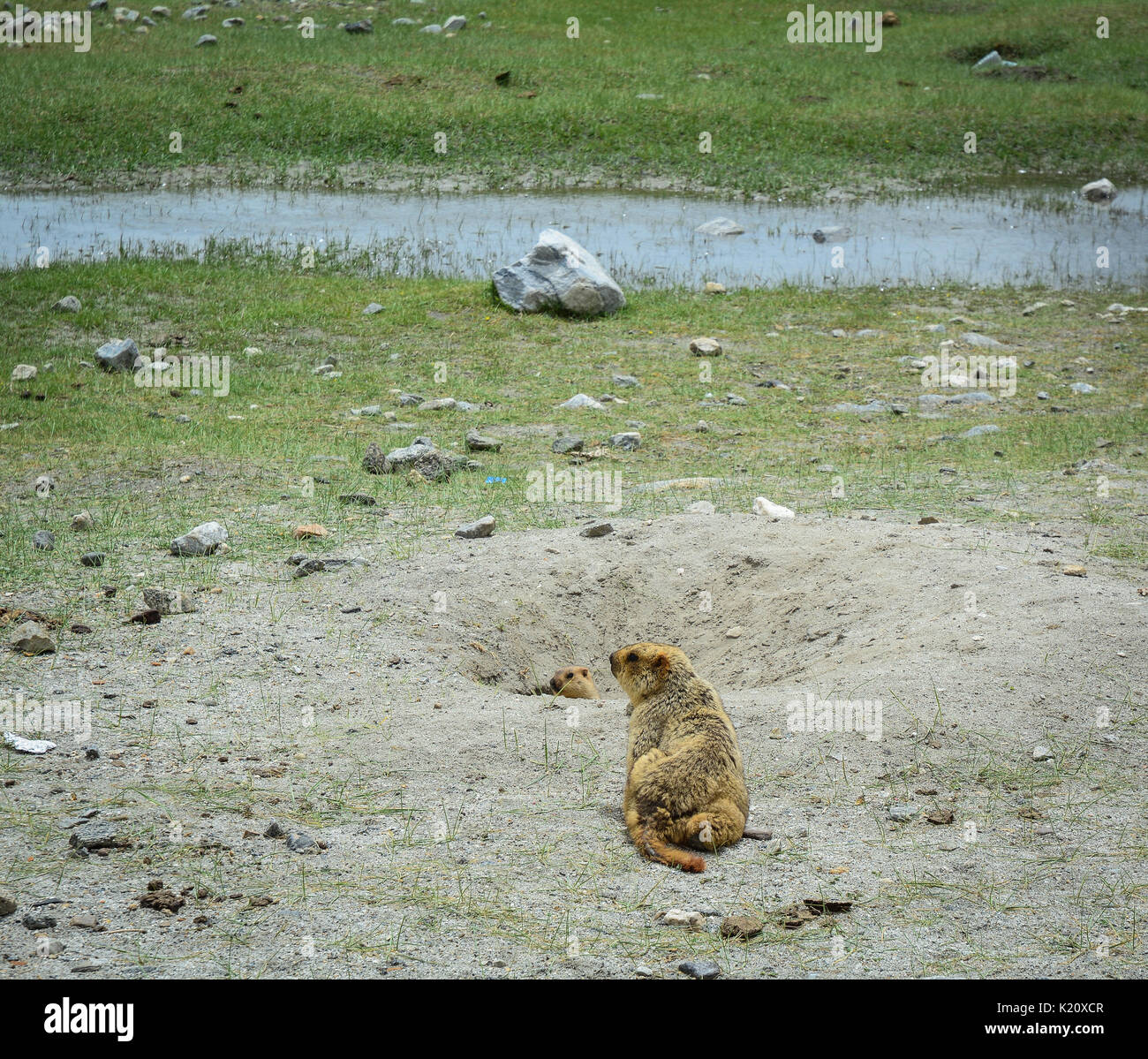 A mole relaxing on mountain in Ladakh, State of Jammu & Kashmir ...