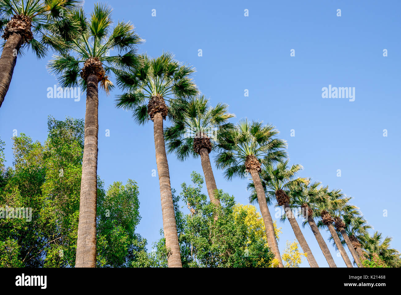 Tall palm trees in Nicosia city public park, Cyprus Stock Photo - Alamy