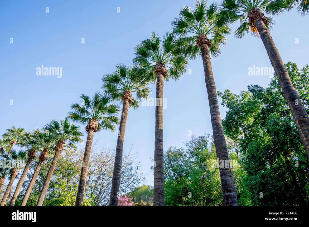 Scenic tall palm trees in Nicosia city public park, Cyprus Stock Photo ...