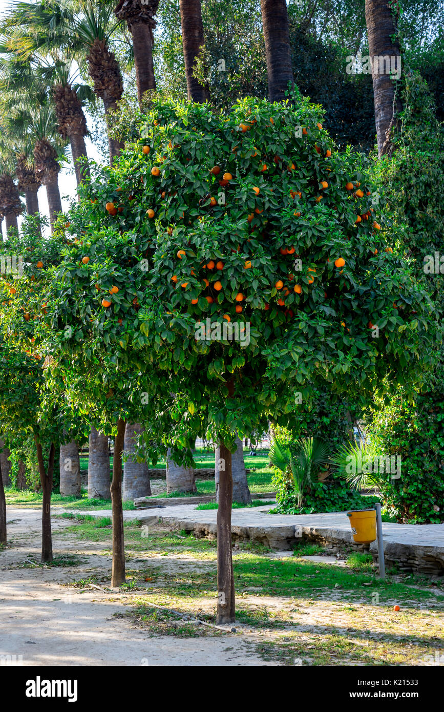Nicosia city park hi-res stock photography and images - Alamy