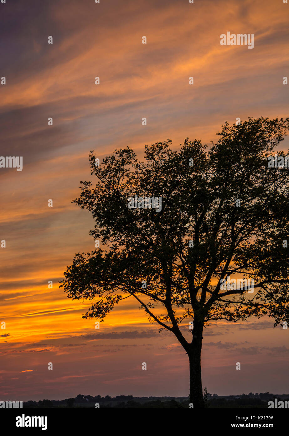 Dramatic lone tree hi-res stock photography and images - Alamy