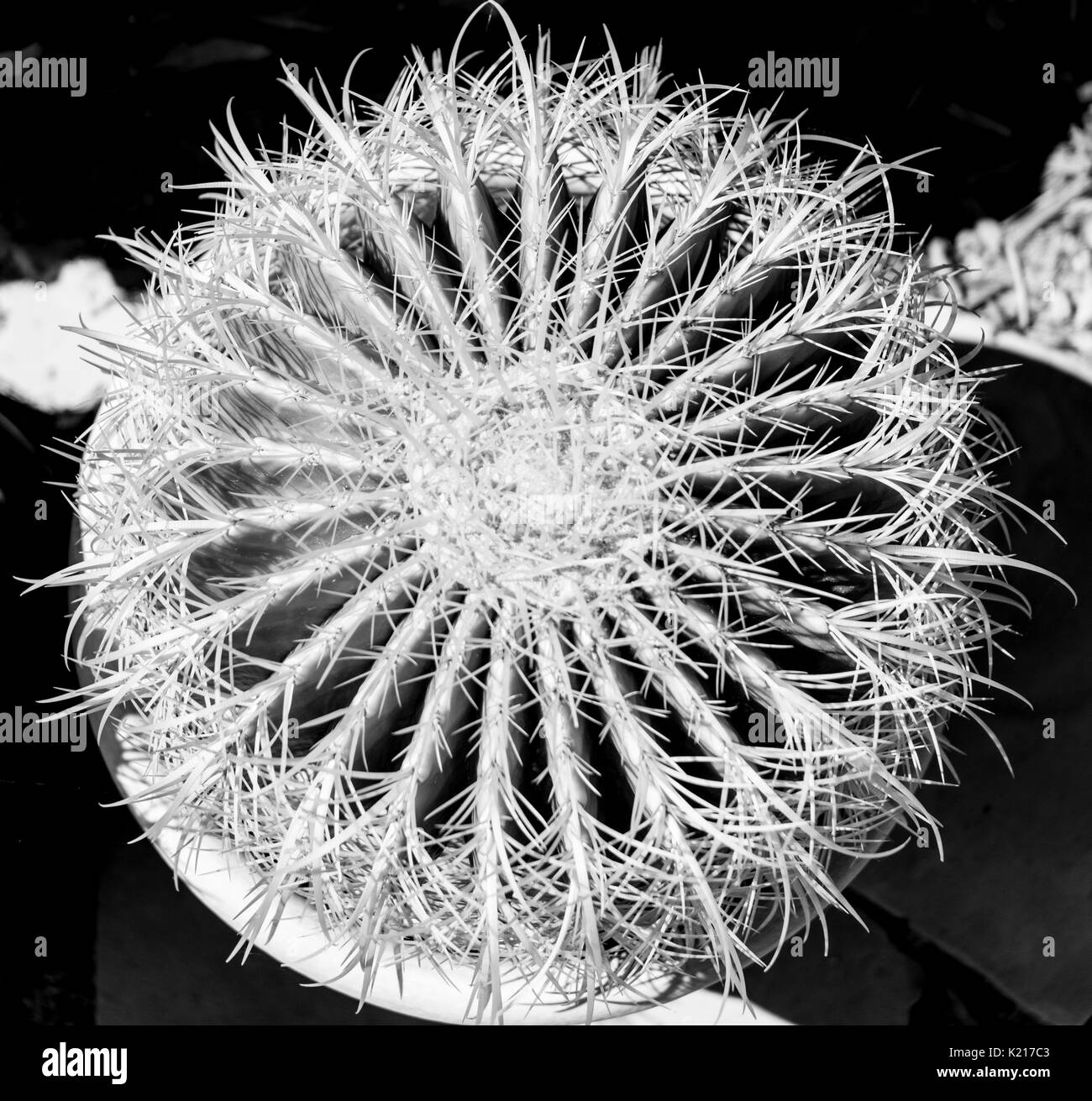 Black spike blossom Black and White Stock Photos & Images - Alamy