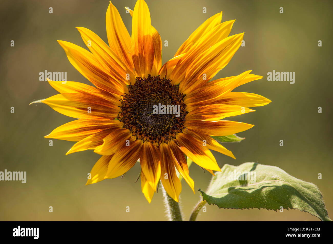 How to grow sunflower hi-res stock photography and images - Alamy