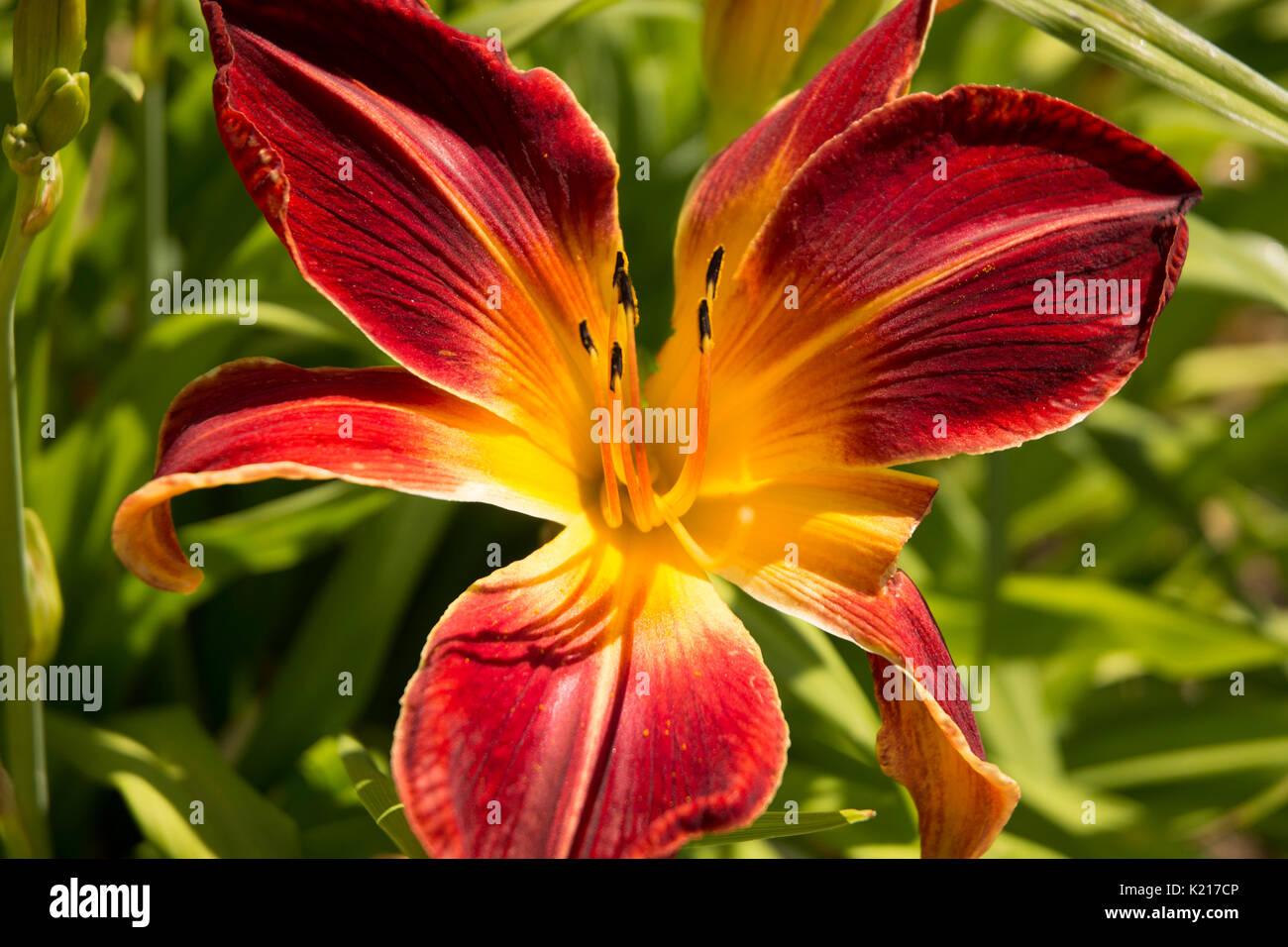 Red and yellow lilies hi-res stock photography and images - Alamy