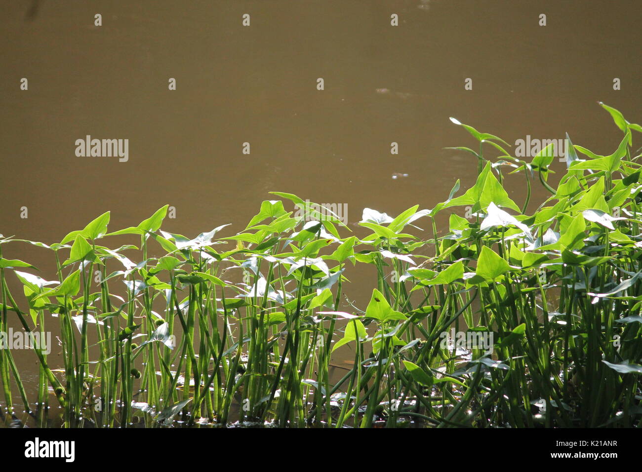 Swamp morning river bank hi-res stock photography and images - Alamy