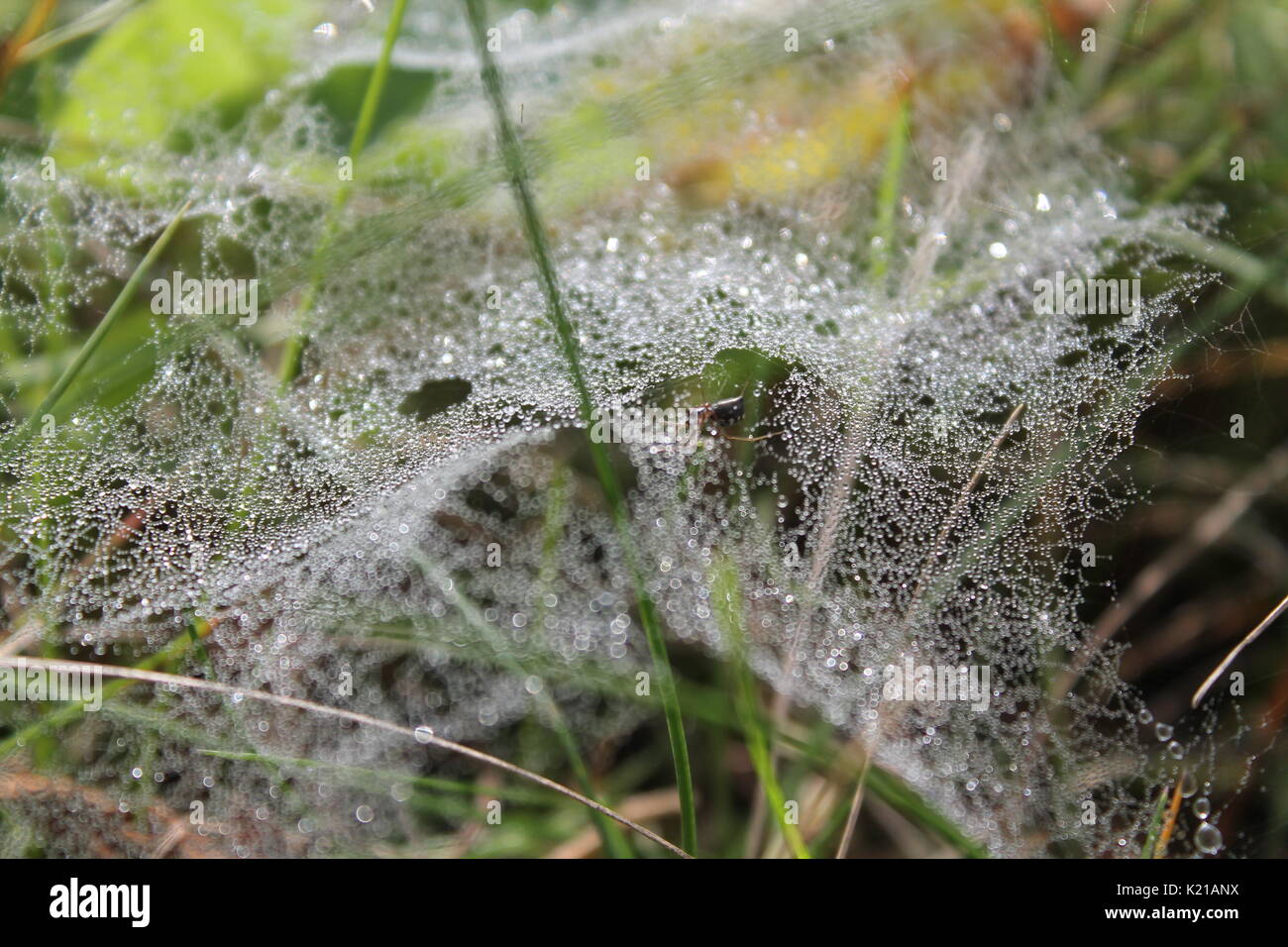 Fragile plants hi-res stock photography and images - Alamy