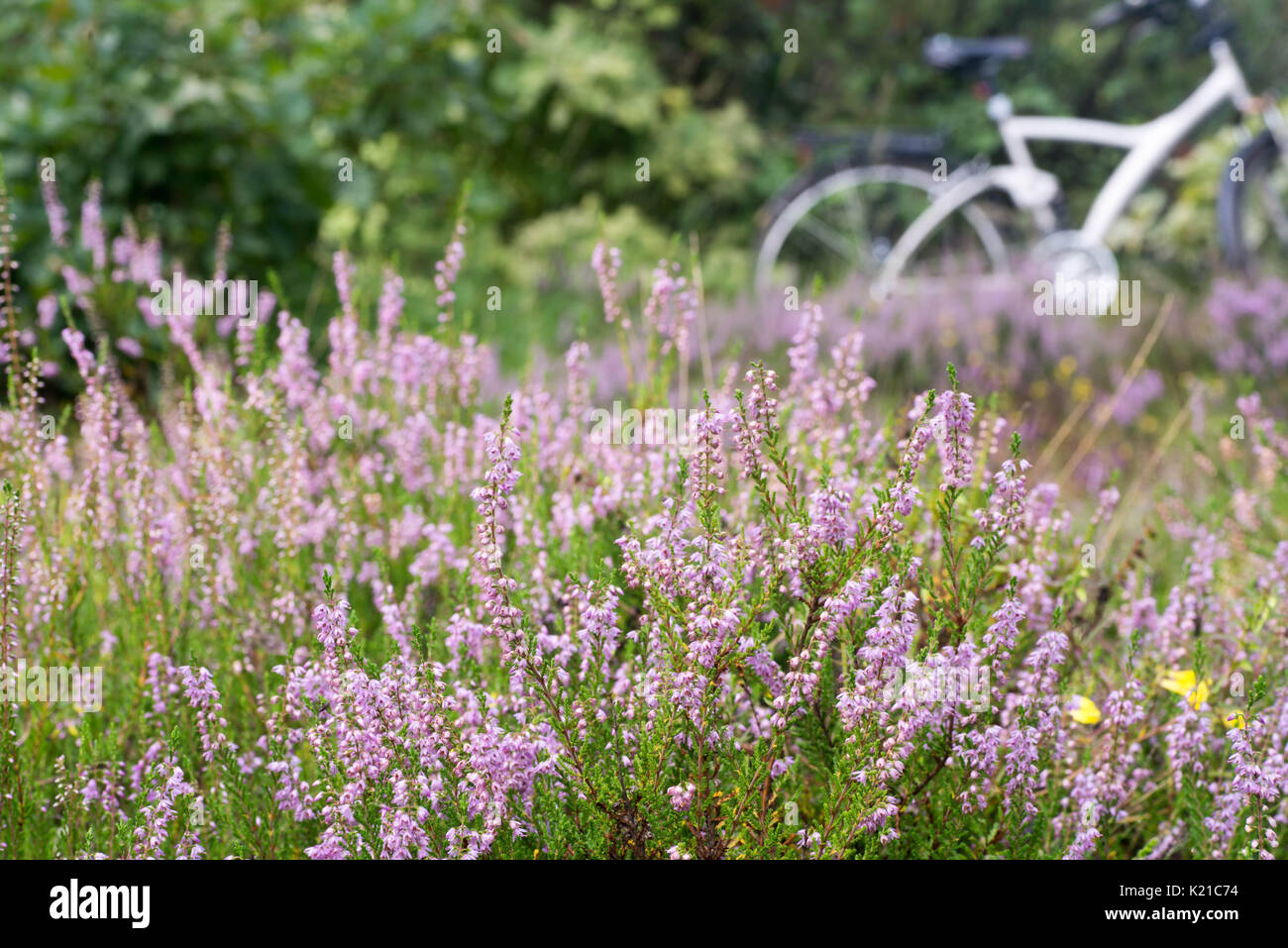 heath field and bike on summer day Stock Photo - Alamy