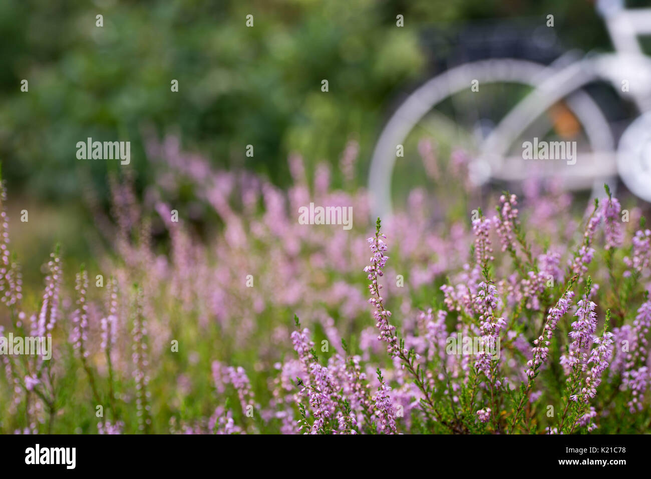 heath field and bike on summer day Stock Photo - Alamy