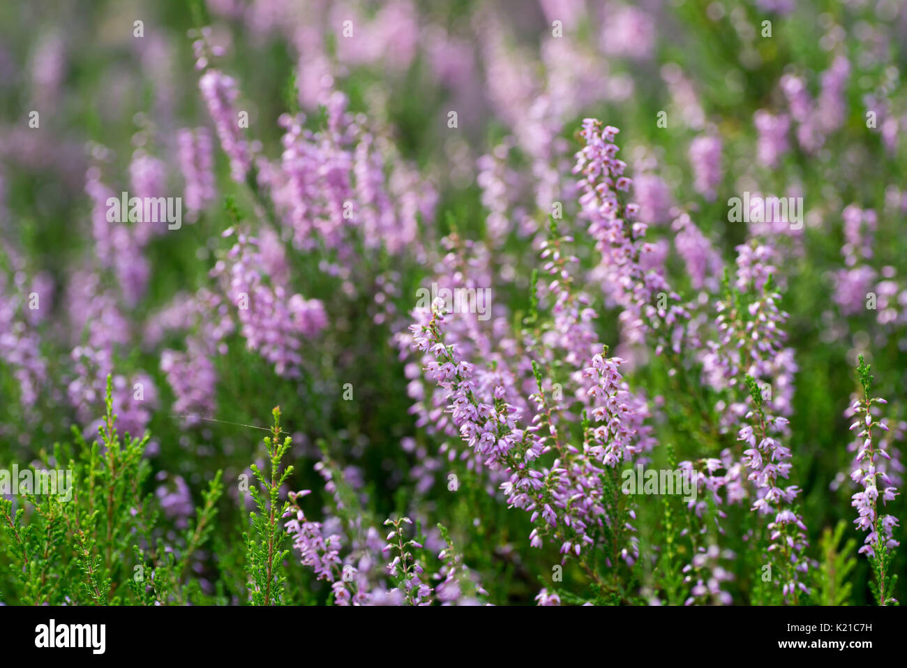 Heath Violet Stock Photos & Heath Violet Stock Images - Alamy