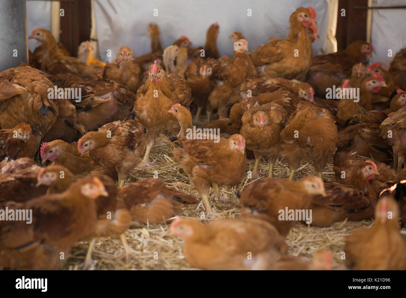 Poultry farm chickens drinking water hi-res stock photography and ...