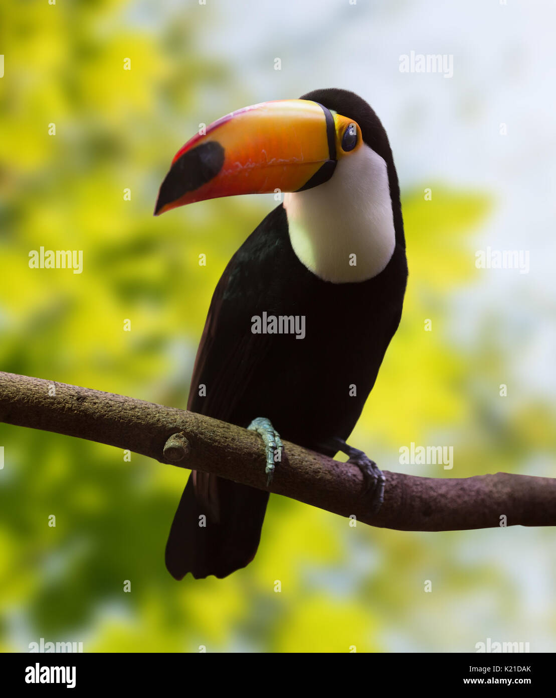 Toco Toucan (Ramphastos toco) against nature background Stock Photo - Alamy