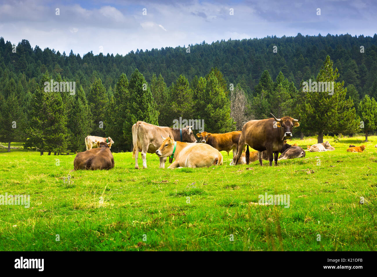 Few cows hi-res stock photography and images - Alamy