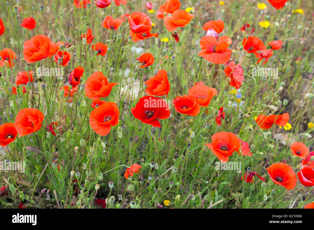 Field of wild red poppy in spring time Stock Photo - Alamy