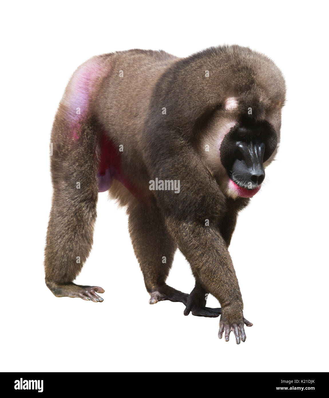Drill monkey portrait Cut Out Stock Images & Pictures - Alamy