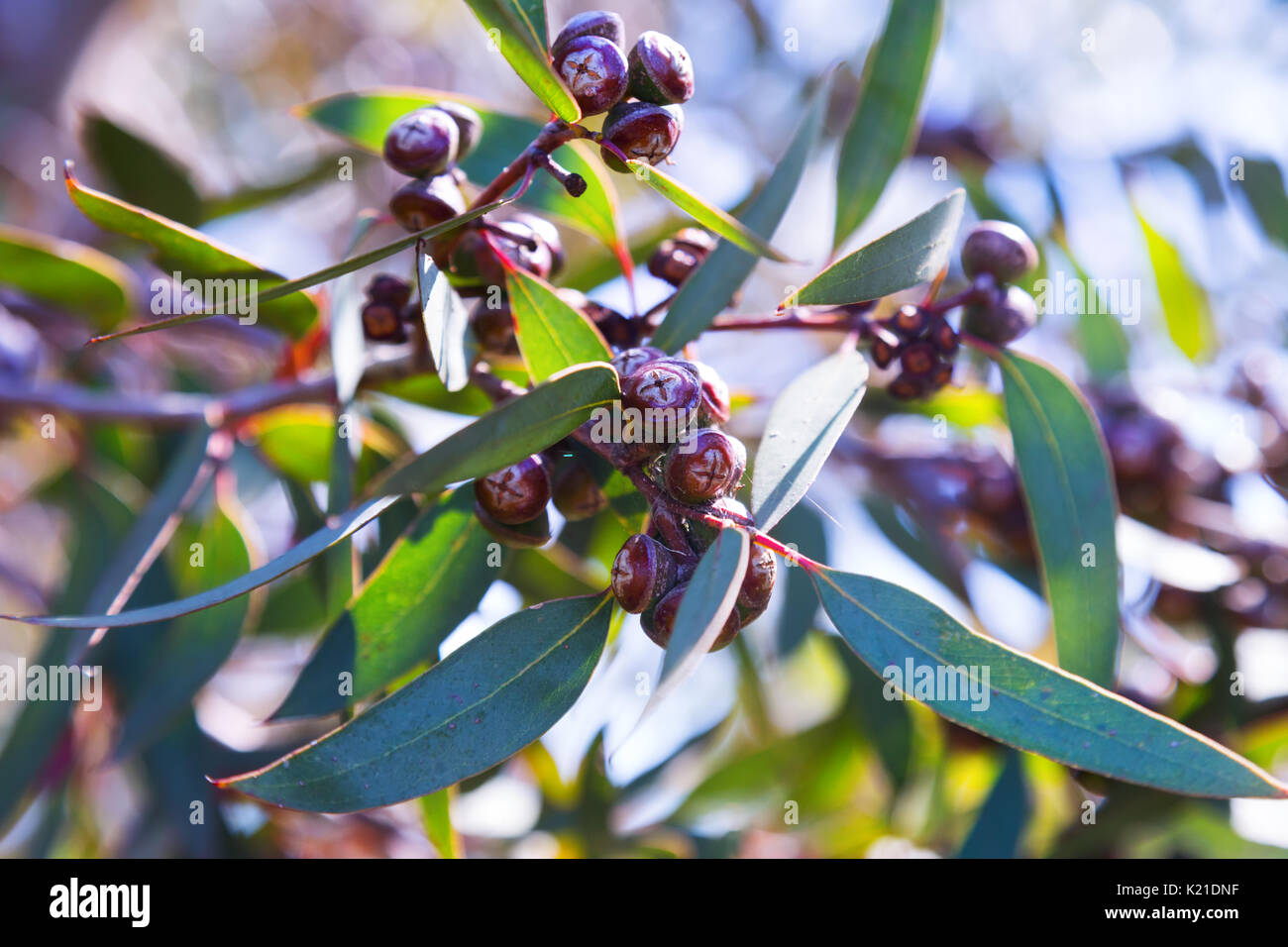 Australian soap tree hi-res stock photography and images - Alamy