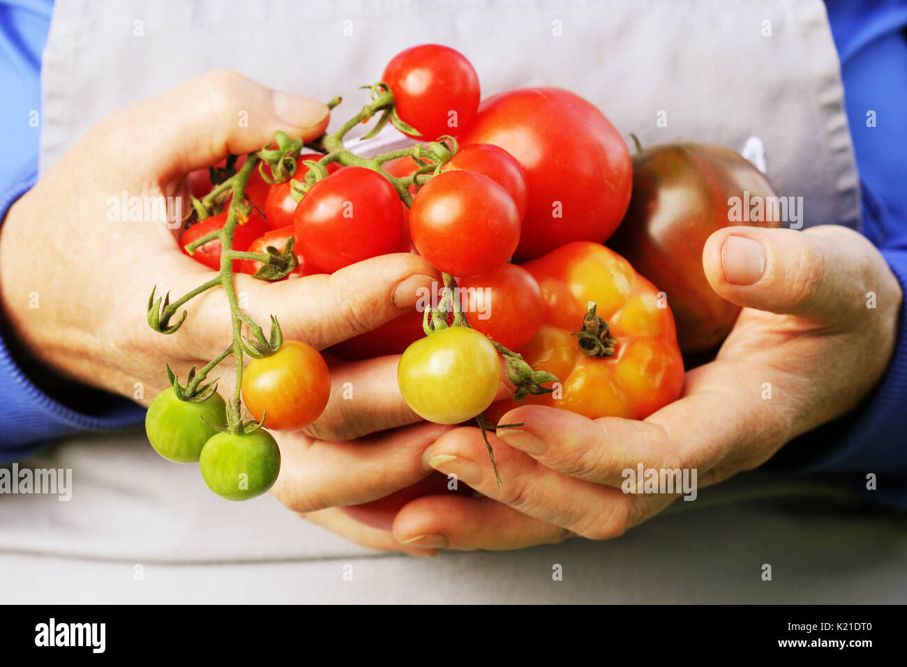 Fresh Organic red ,yellow, orange and green tomato . Colorful organic ...