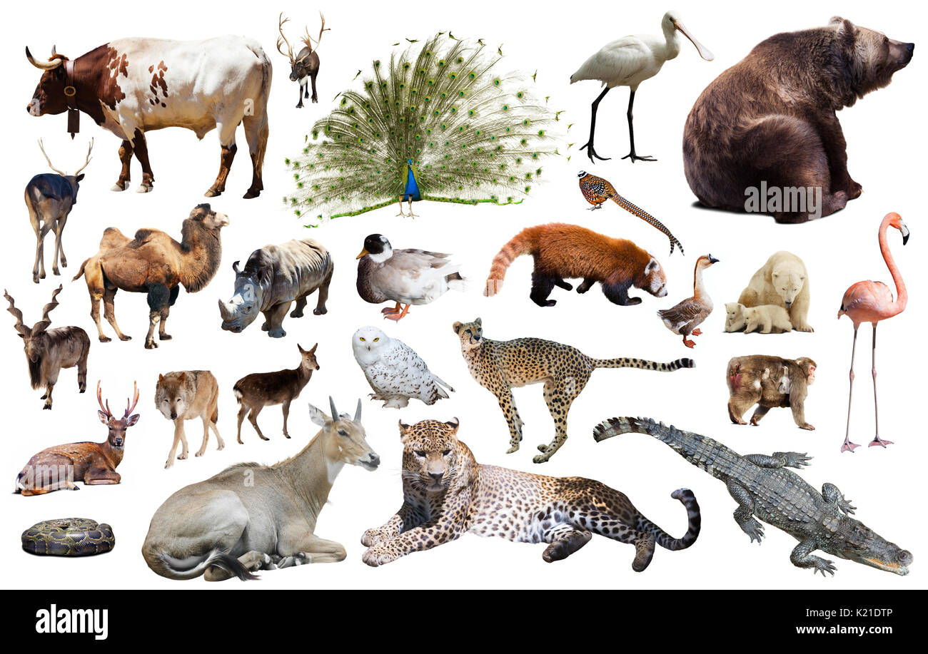 Set of various asian isolated wild animals including birds, mammals ...