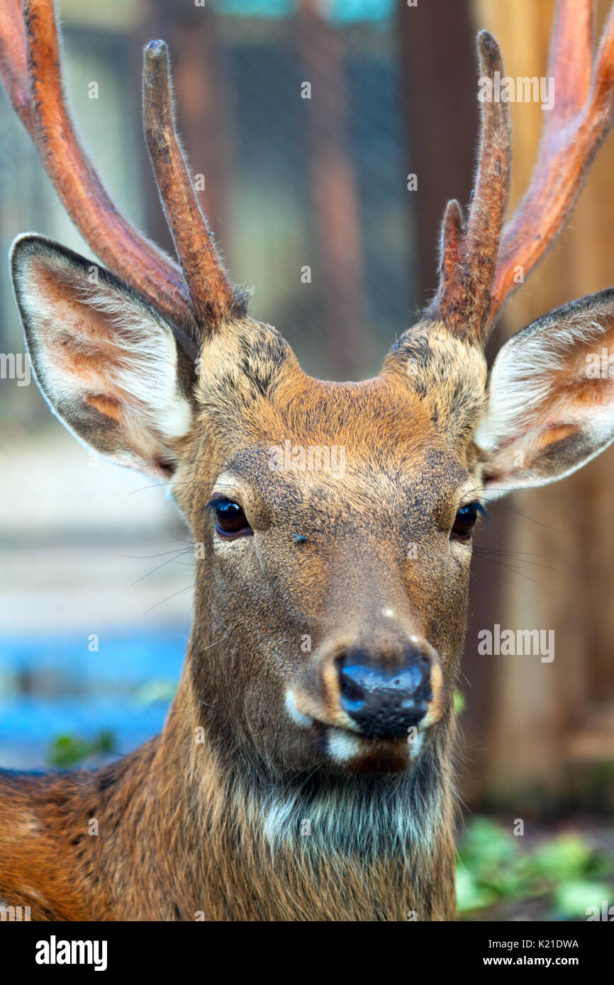 Also known as the spotted deer or the japanese deer hi-res stock ...