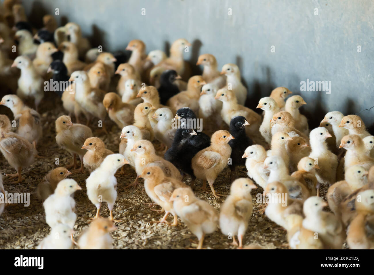 Broiler barn hi-res stock photography and images - Alamy