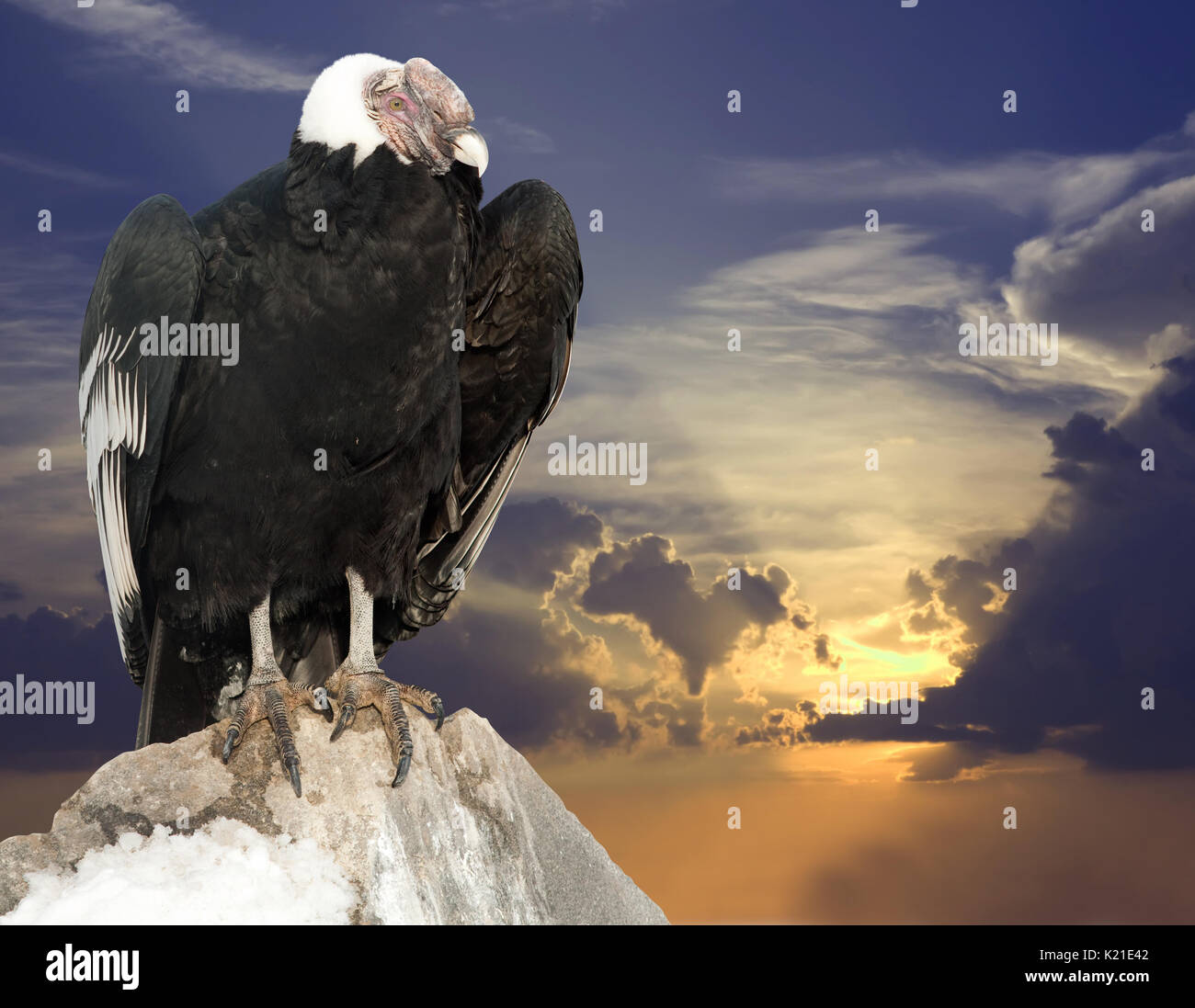 Andean condor sitting on rock against sunset sky background Stock Photo ...