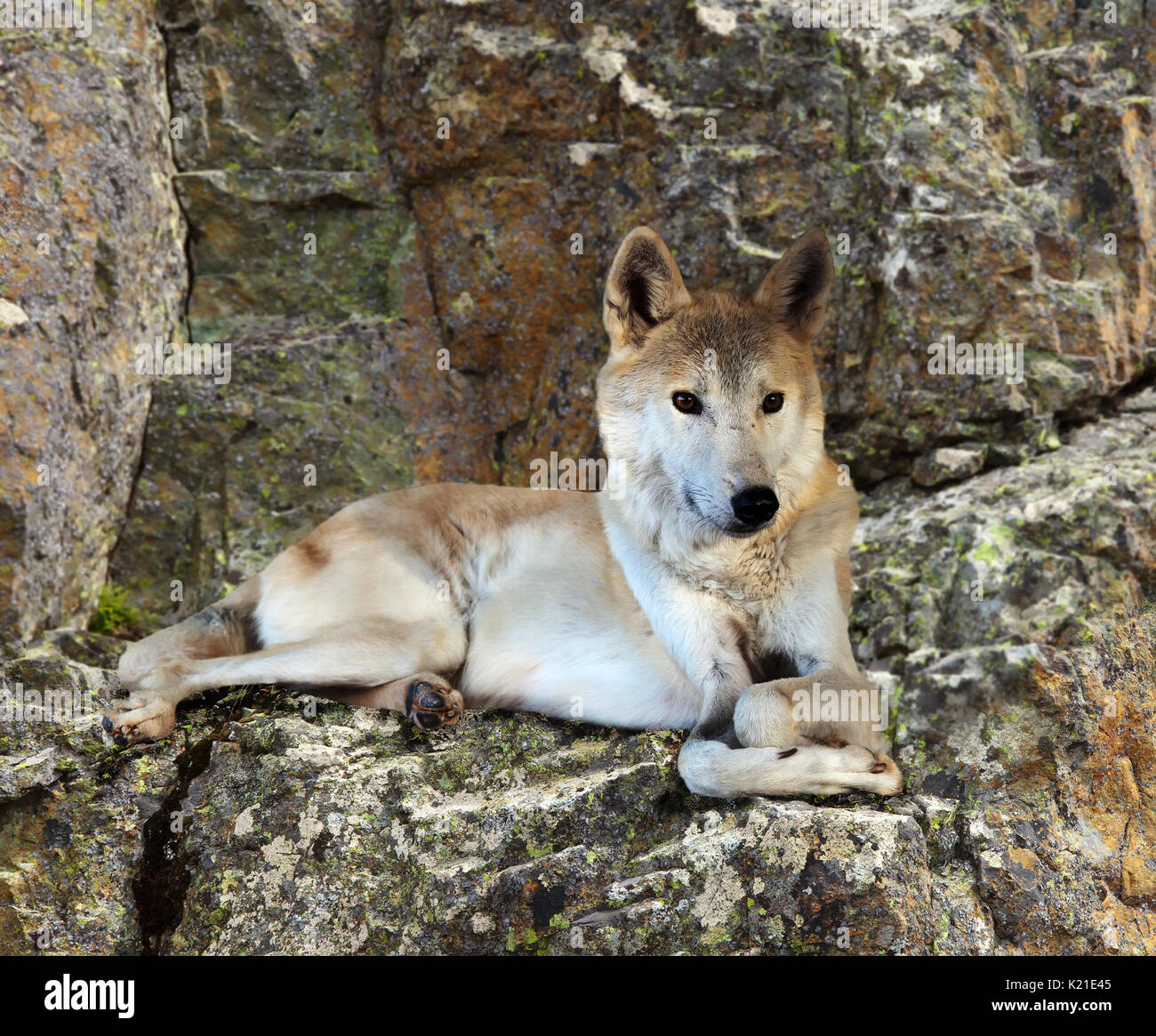 Wolf sits hi-res stock photography and images - Alamy