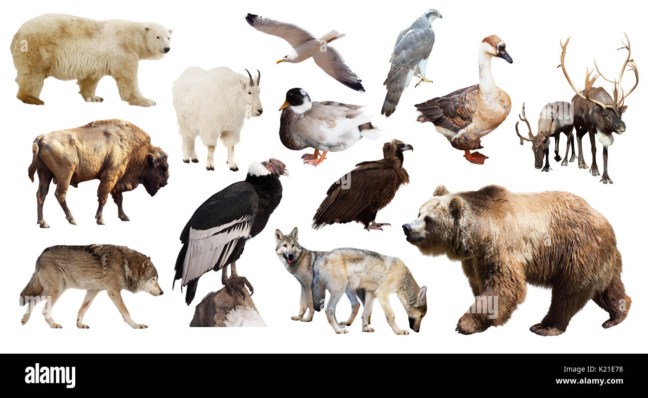 Endangered animals collage hi-res stock photography and images - Alamy