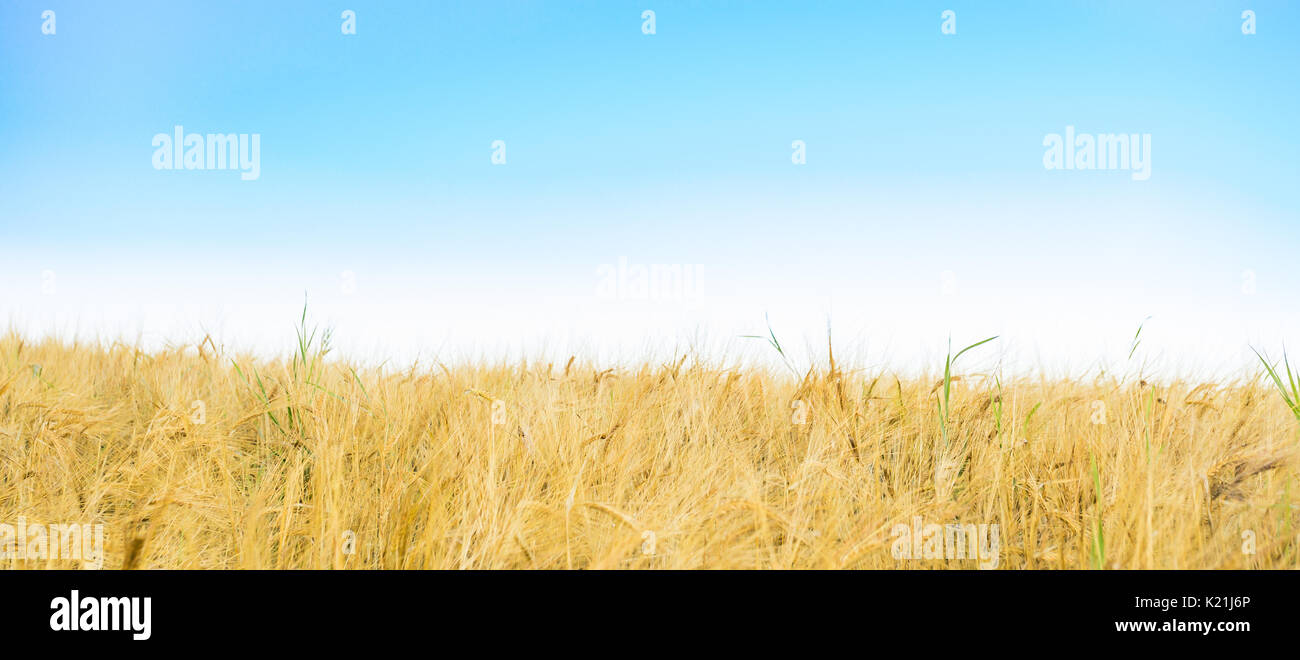 Gold fields hi-res stock photography and images - Alamy