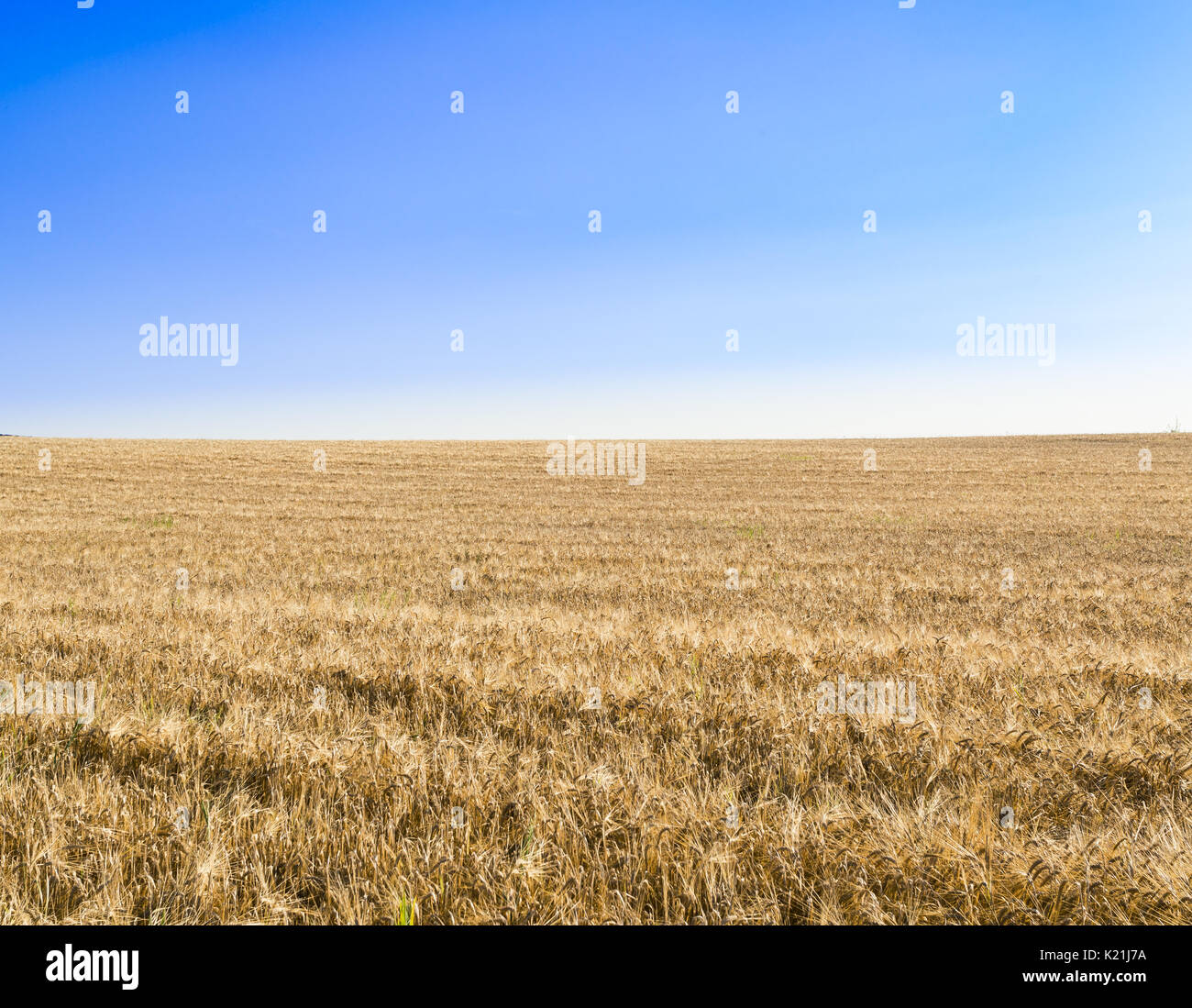 Gold fields hi-res stock photography and images - Alamy