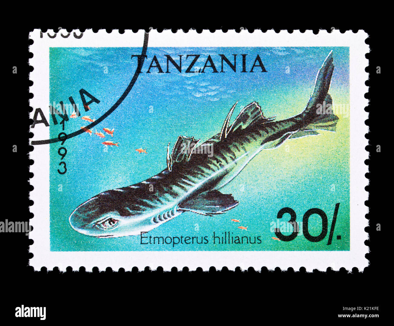 Etmopterus hillianus hi-res stock photography and images - Alamy