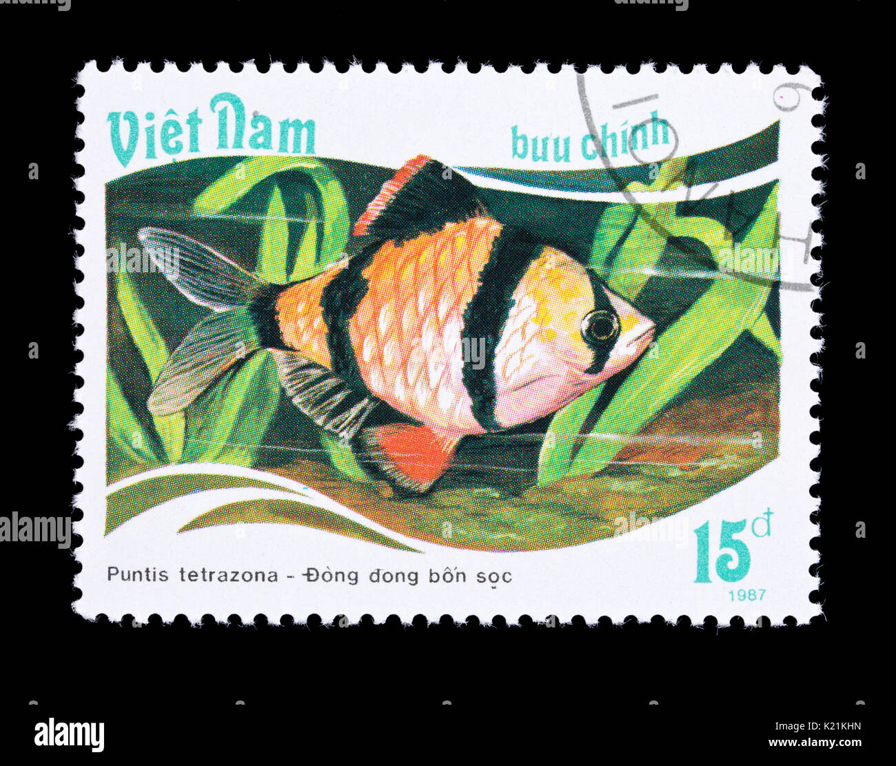 Postage stamp from Vietnam depicting a tiger barb (Puntis tetrazona ...