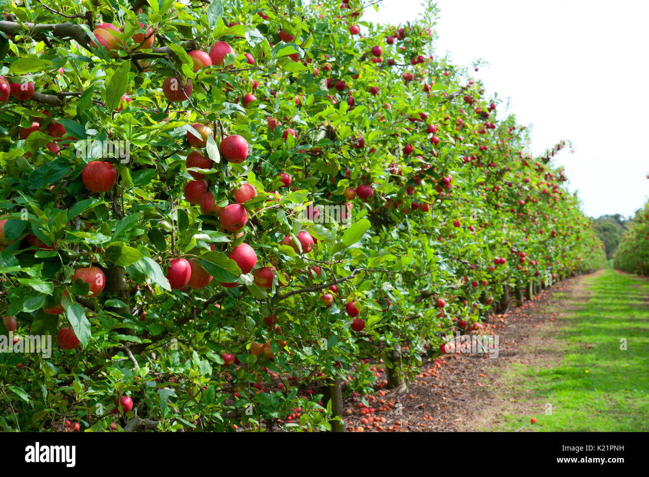 Apples on trees hi-res stock photography and images - Alamy