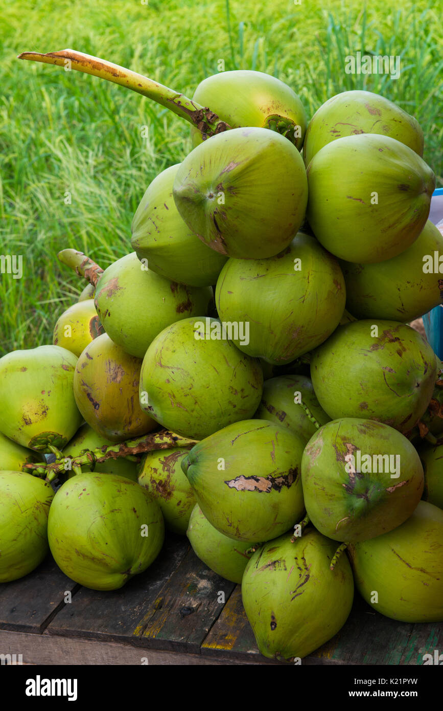 Coconuts palm tree hi-res stock photography and images - Alamy