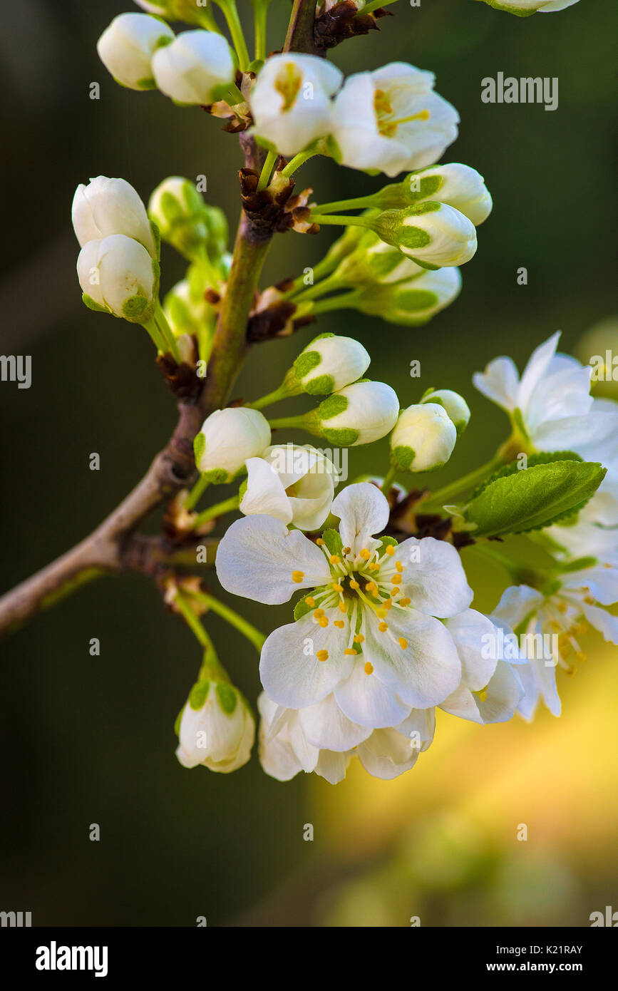 Gold blossom tree hi-res stock photography and images - Alamy
