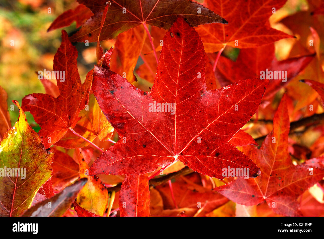 maple tree leaves Stock Photo - Alamy