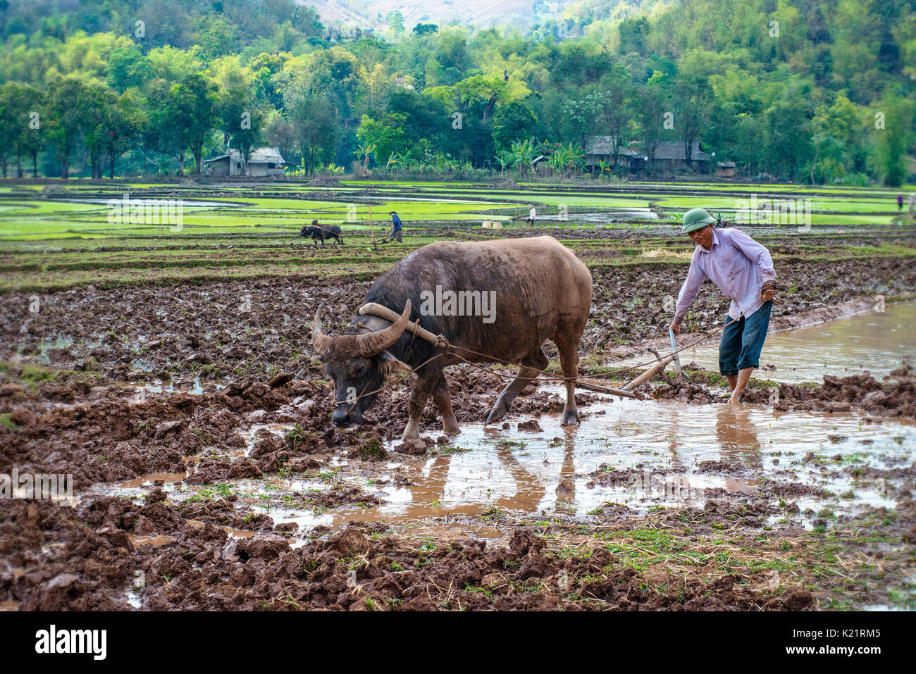Wet rice cultivation hi-res stock photography and images - Alamy