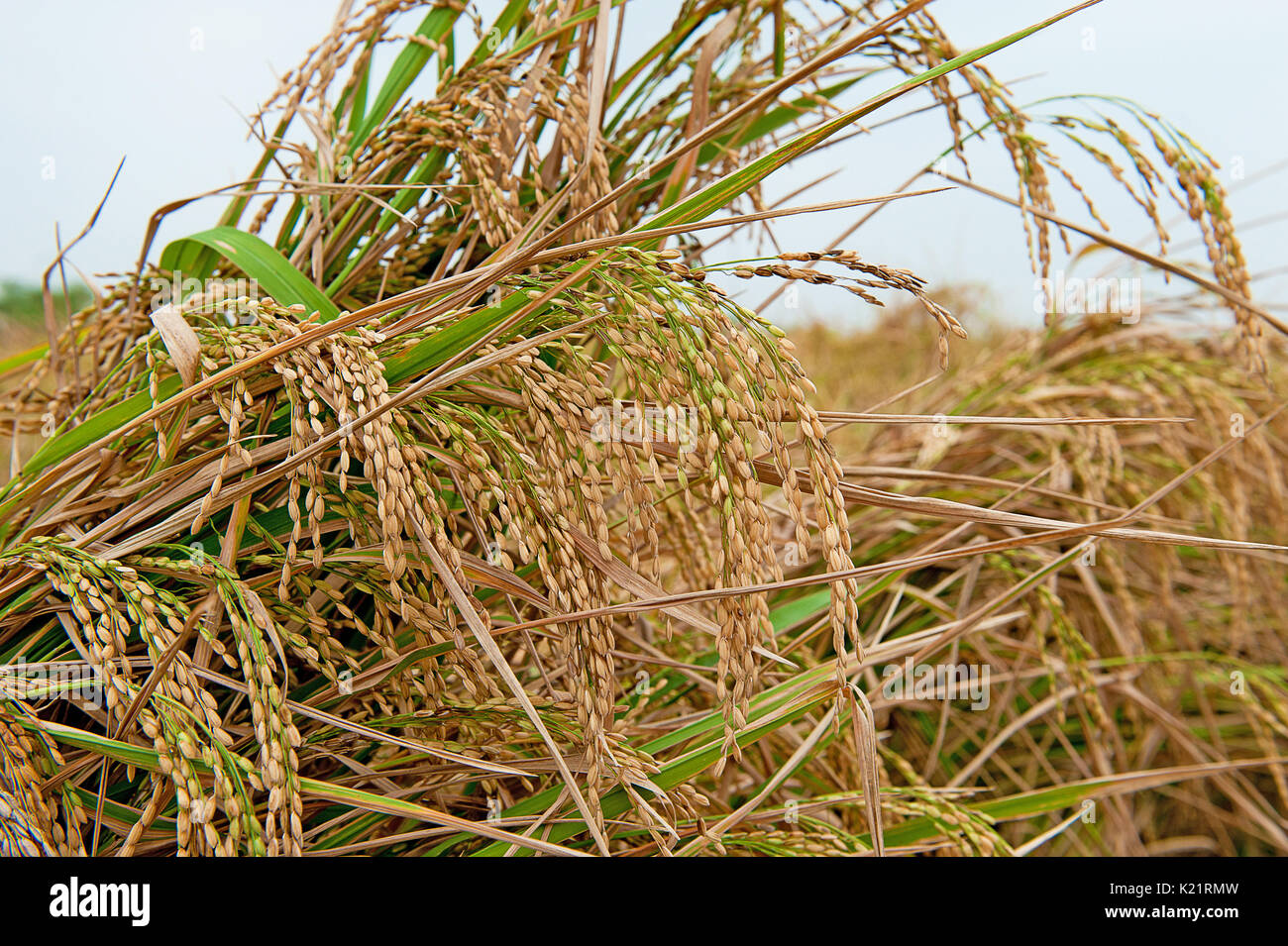 Wet rice cultivation hi-res stock photography and images - Alamy