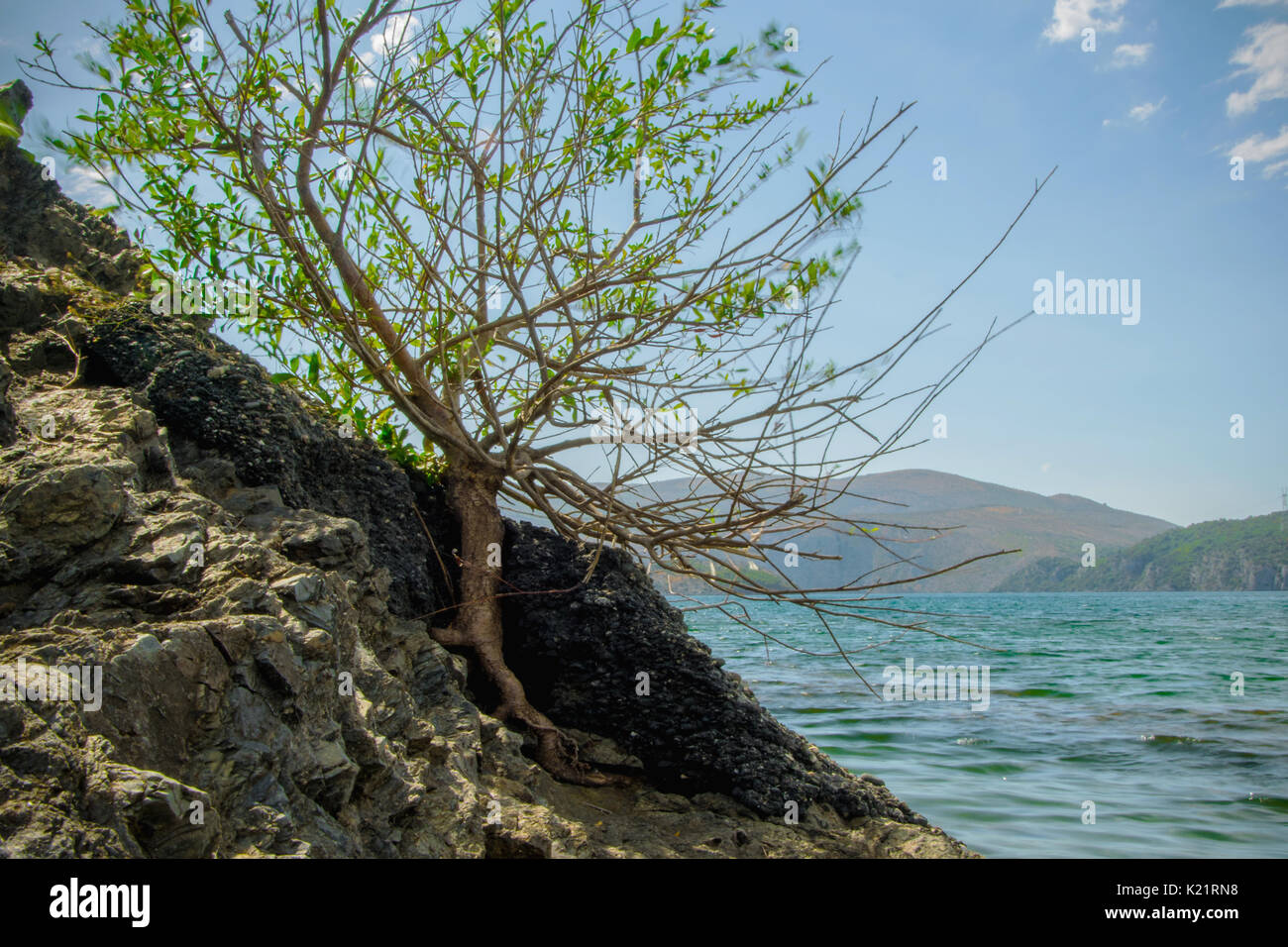 Lonely tree raised on the rock Stock Photo - Alamy