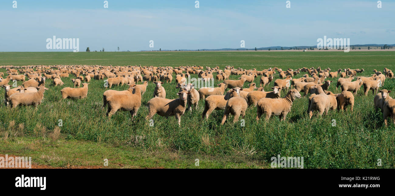 Australian merino sheep hi-res stock photography and images - Alamy